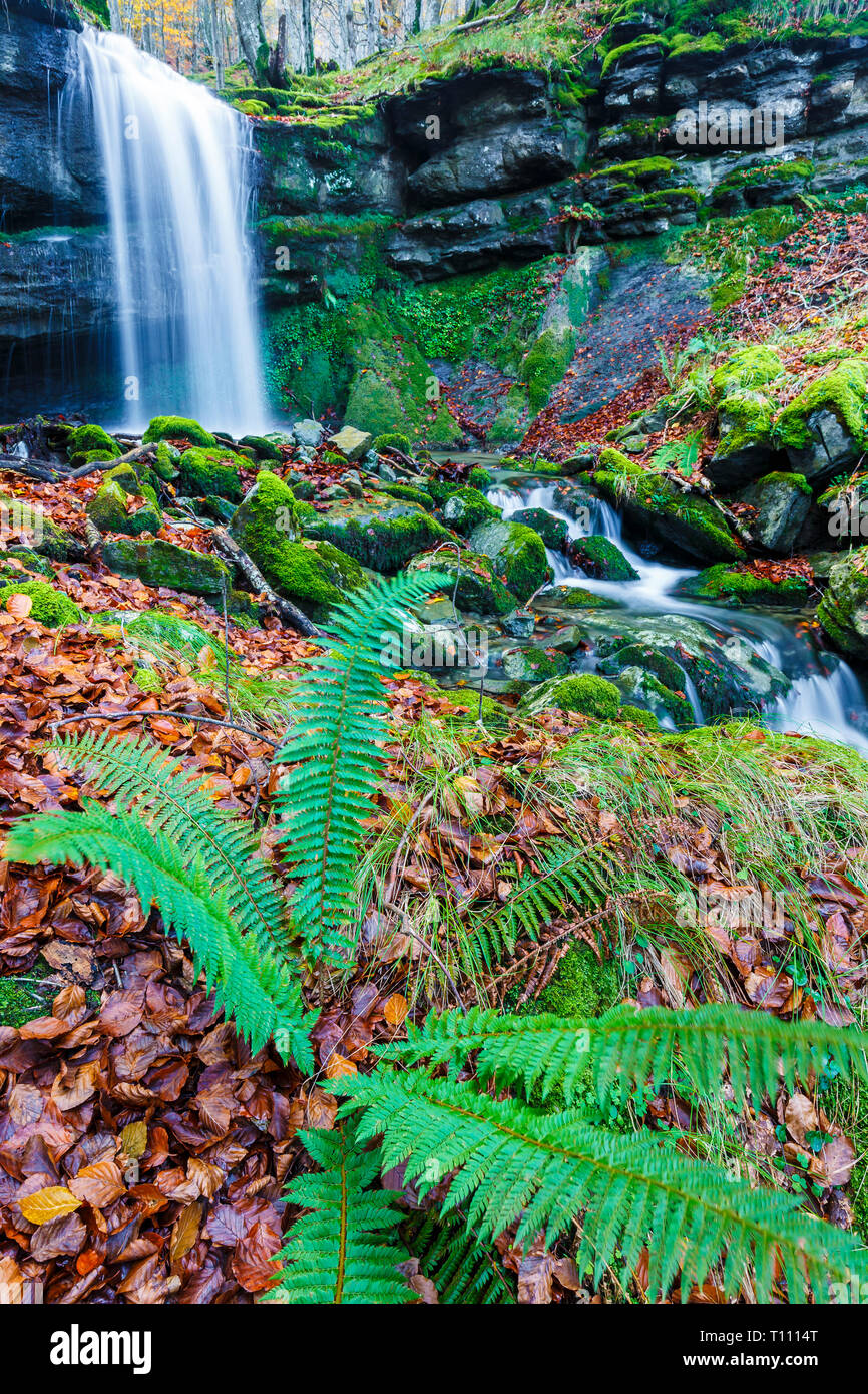 Waterfall and fern in a beechwood Stock Photo - Alamy