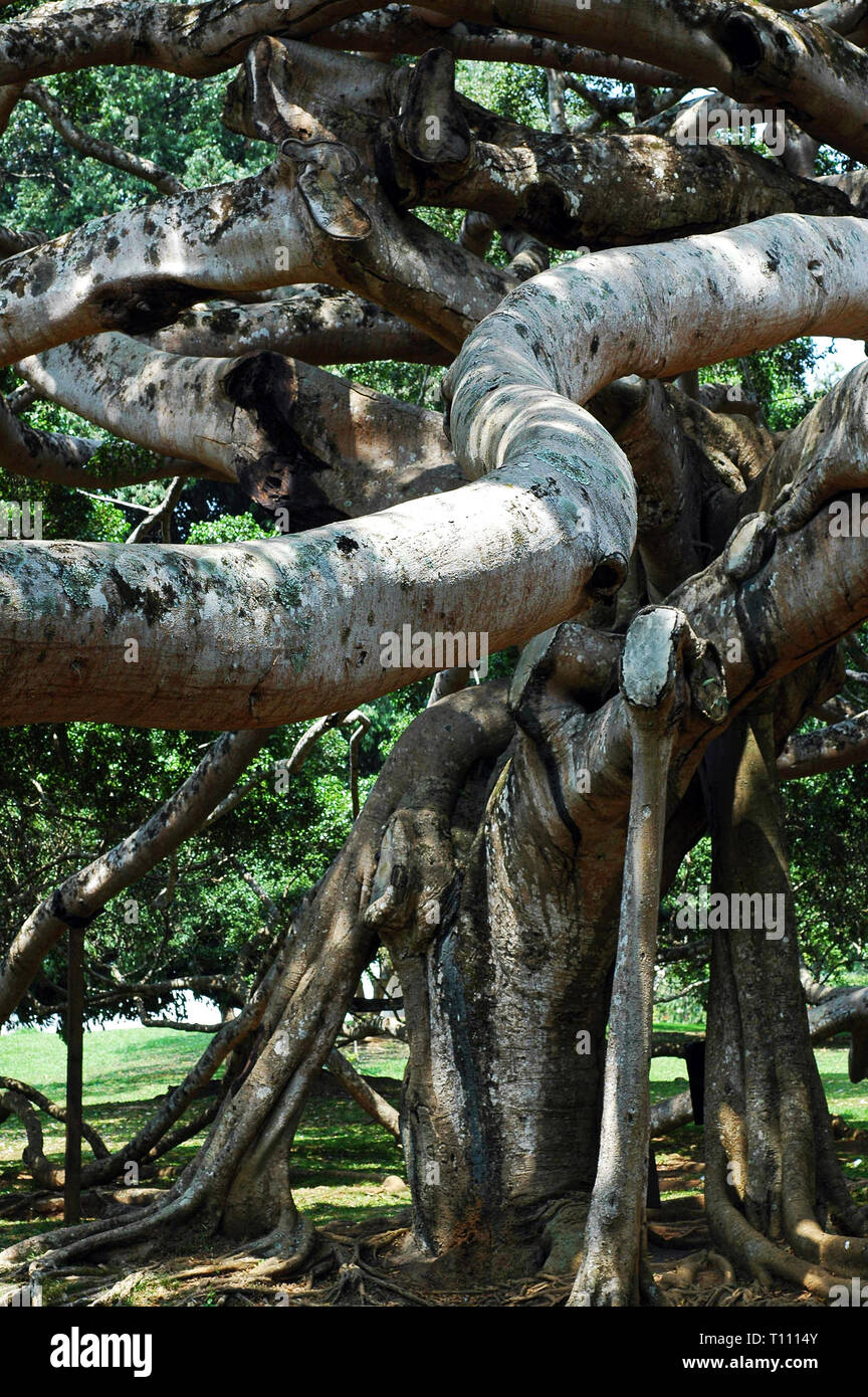 Banyan grove hi-res stock photography and images - Alamy