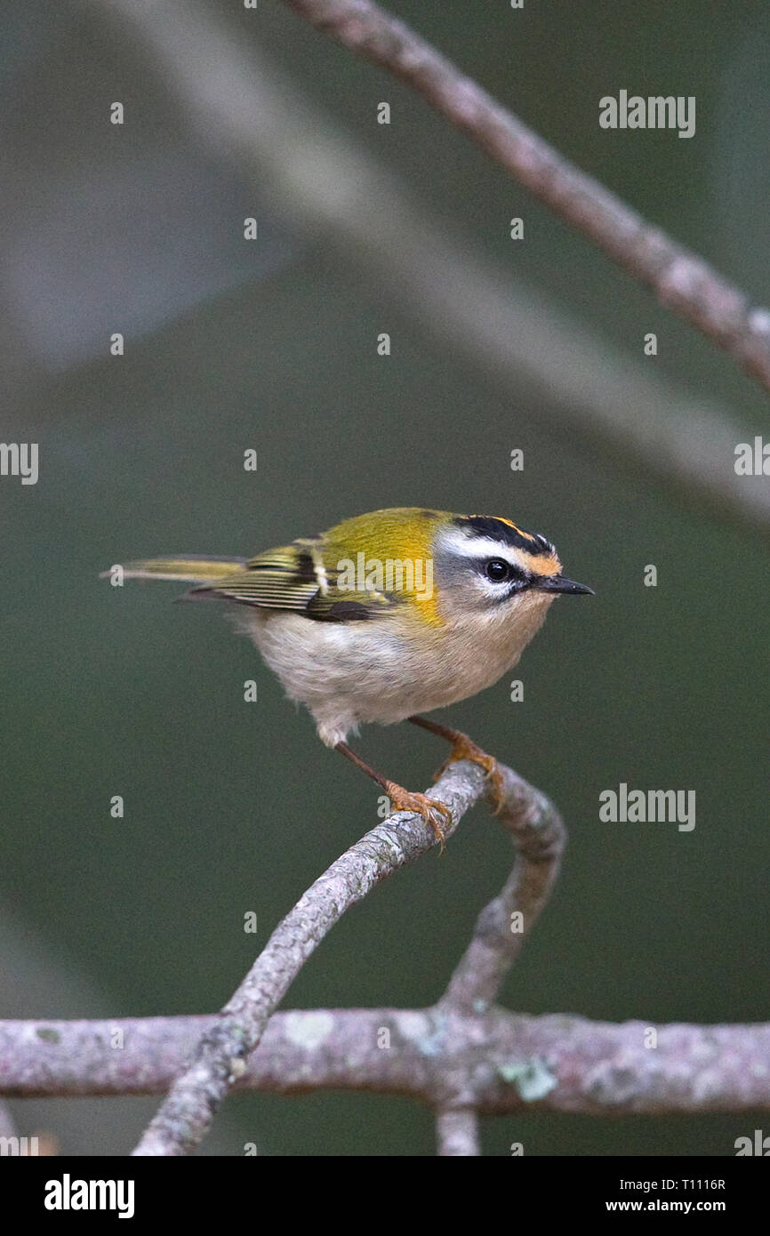Firecrest (Regulus ignicapilla Stock Photo - Alamy