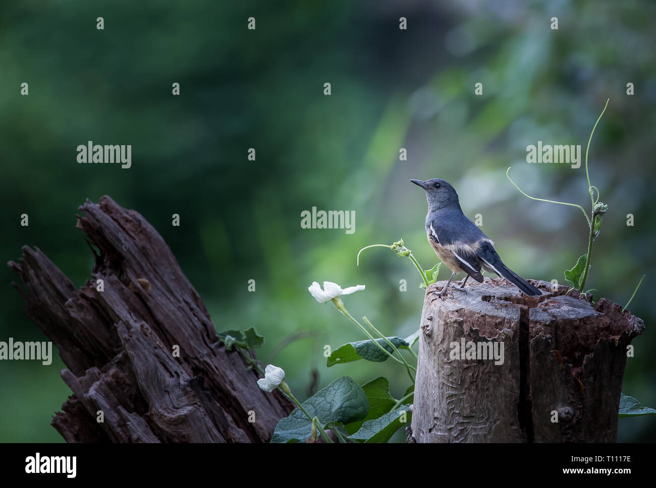 Oriental magpie robin ( Copsychus saularis Stock Photo - Alamy