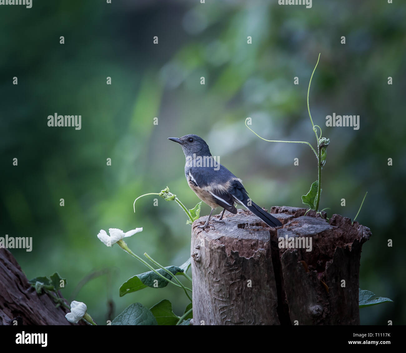 Oriental magpie robin ( Copsychus saularis Stock Photo - Alamy