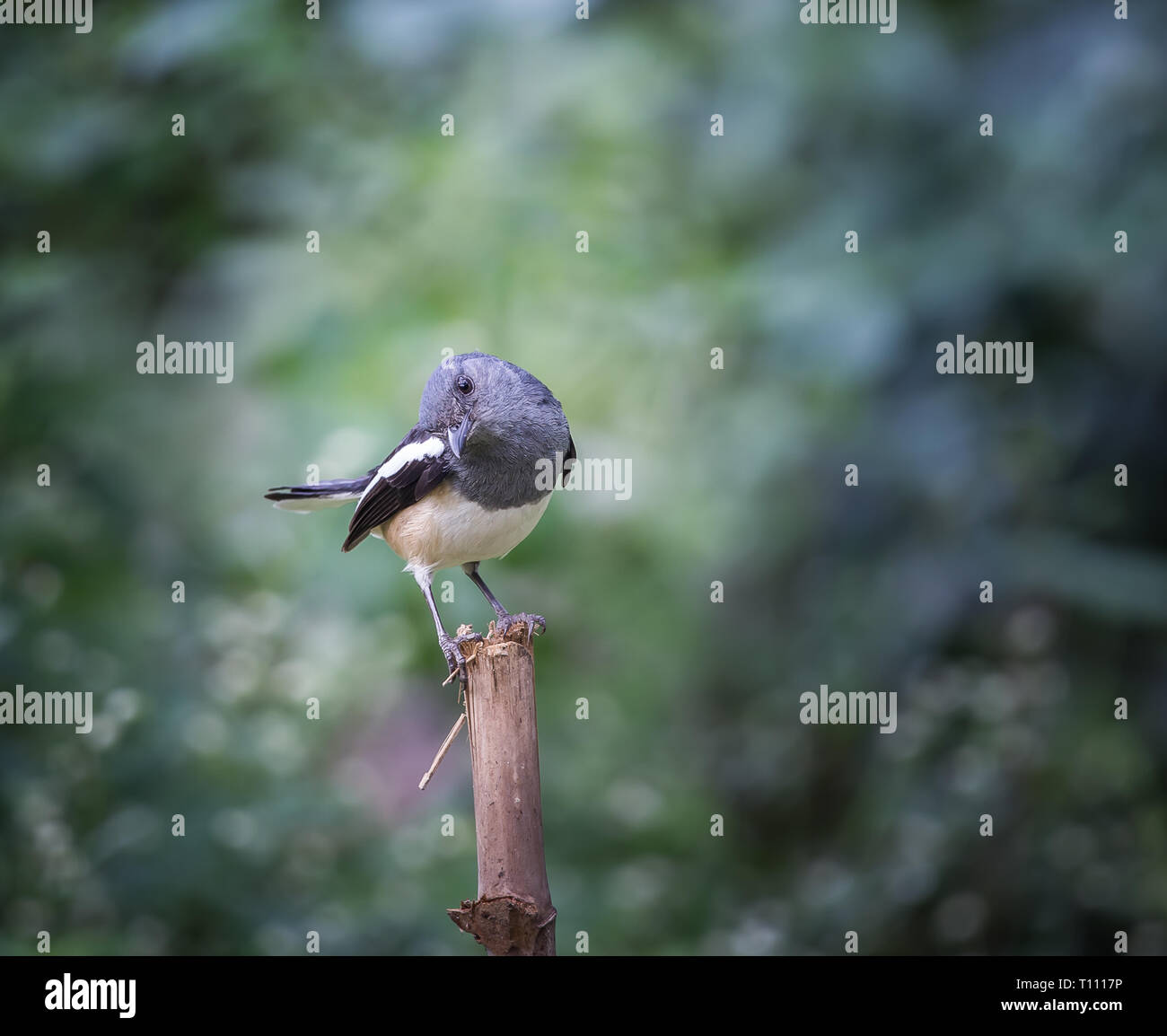 Oriental magpie robin ( Copsychus saularis Stock Photo - Alamy