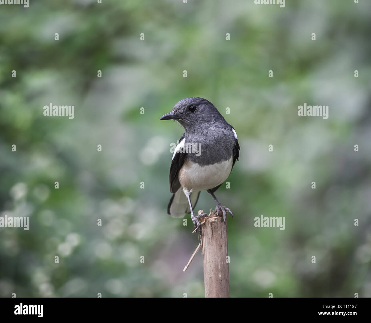 Oriental magpie robin ( Copsychus saularis Stock Photo - Alamy