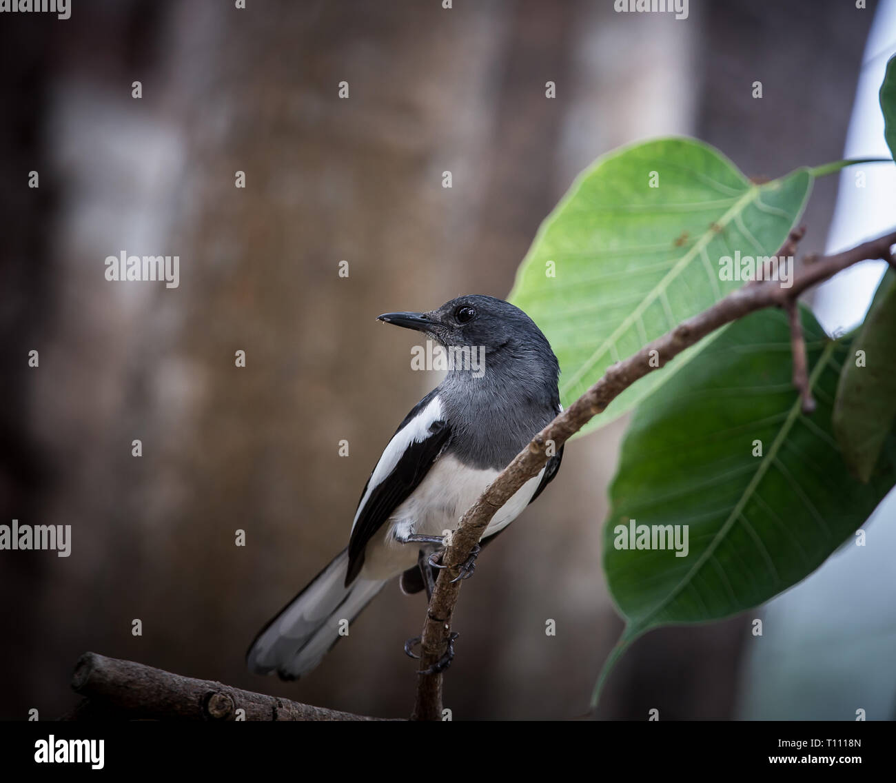 Oriental magpie robin ( Copsychus saularis Stock Photo - Alamy