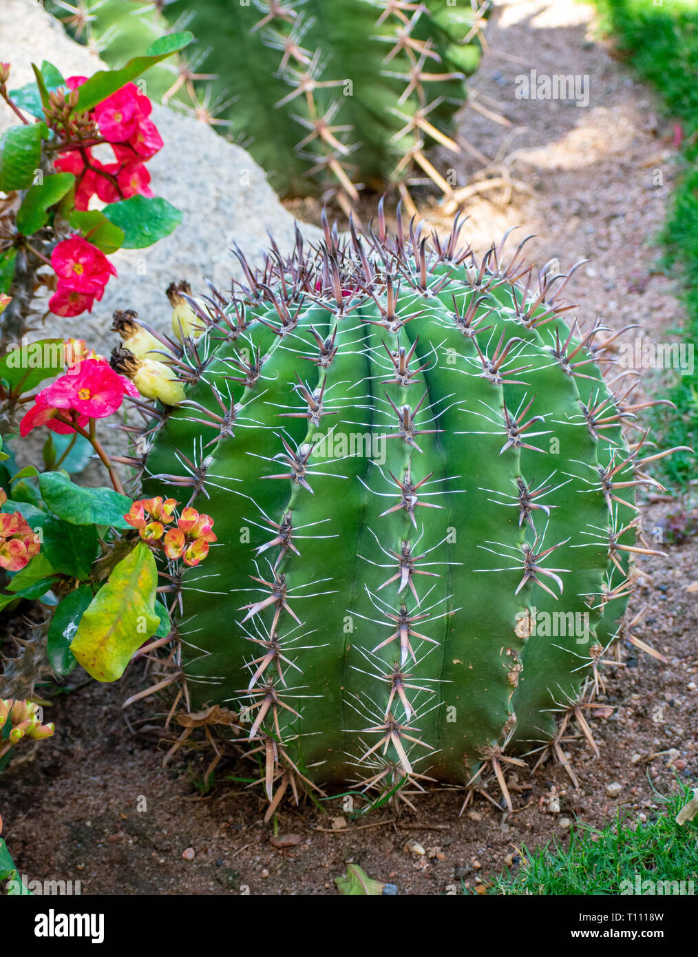 Large round spiked cactus plant Stock Photo - Alamy