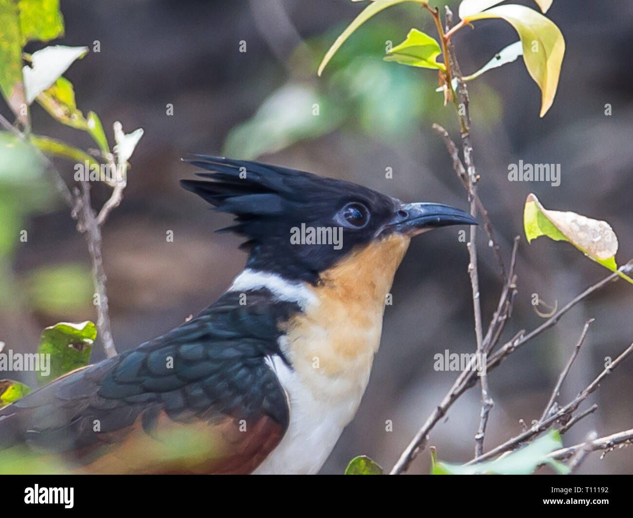 Chestnut - winged Cuckoo Stock Photo - Alamy