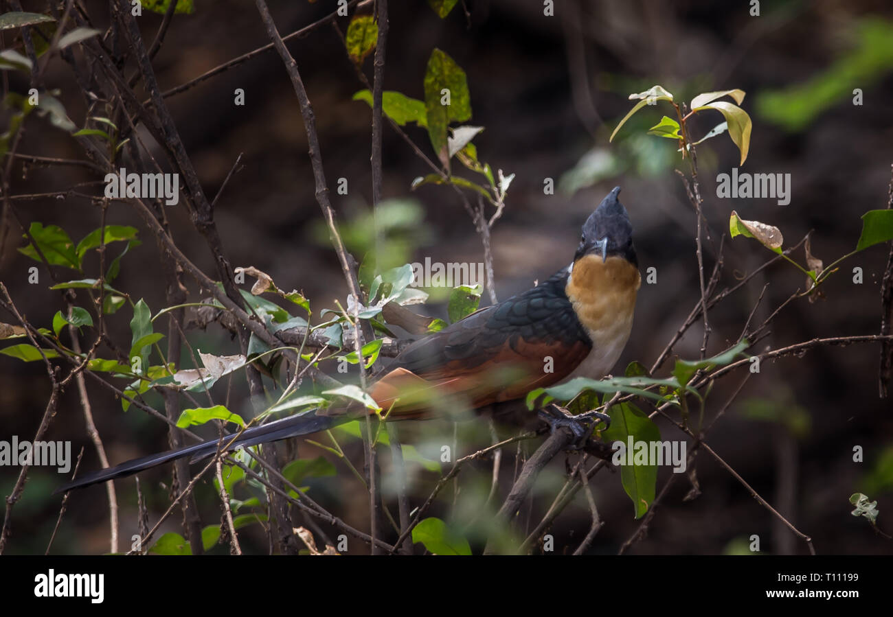 Chestnut Winged Cuckoo High Resolution Stock Photography and Images - Alamy