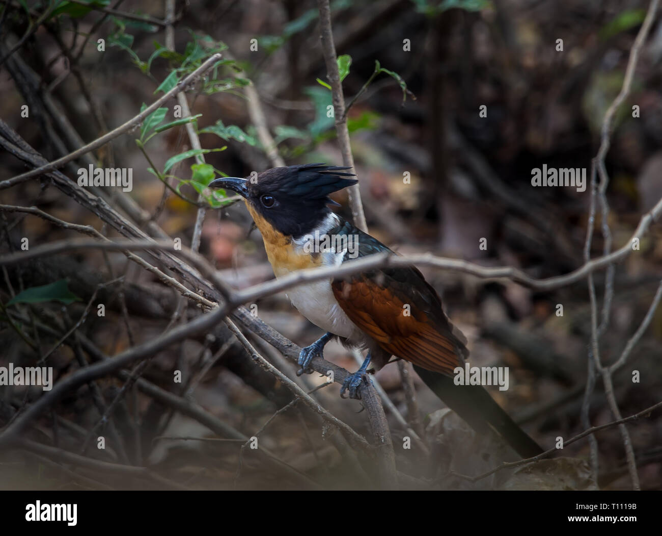 Chestnut - winged Cuckoo Stock Photo - Alamy