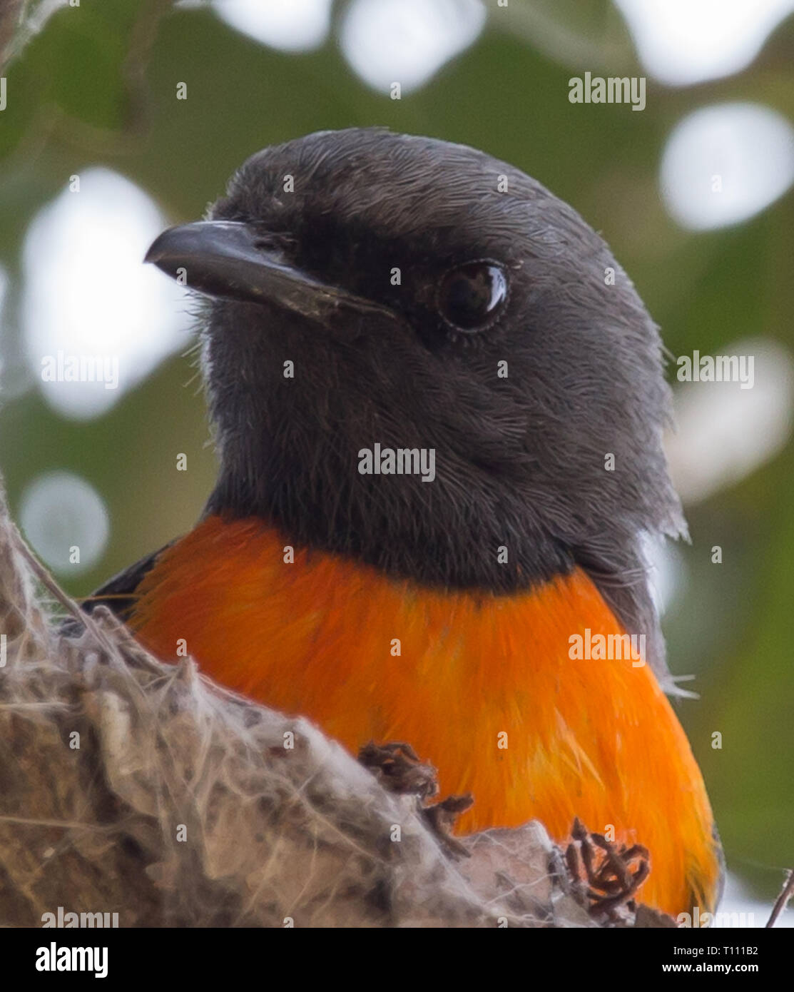 Pericrocotus hi-res stock photography and images - Alamy