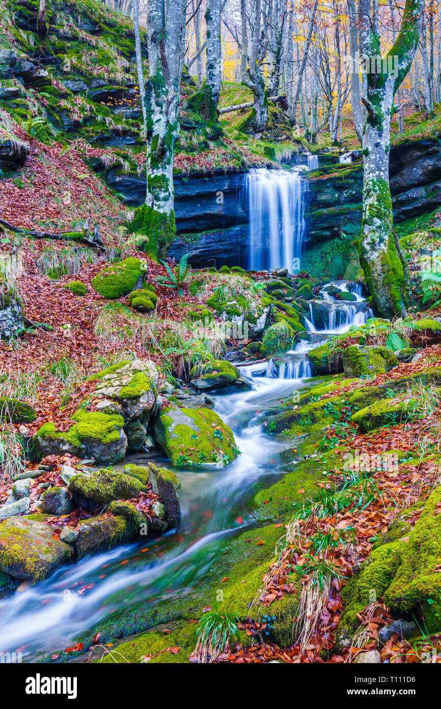 Waterfall in a beechwood Stock Photo - Alamy