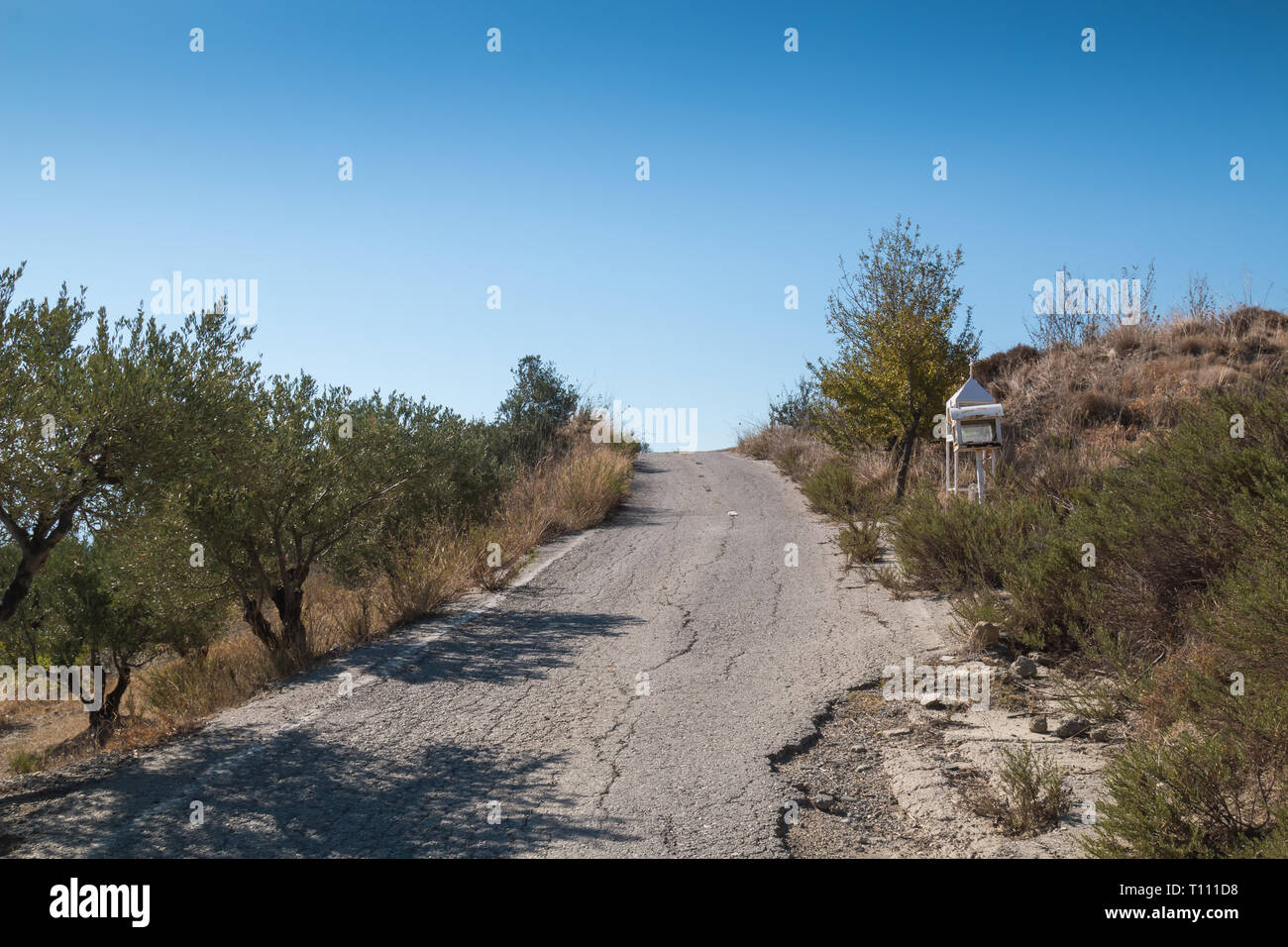 Old broken country road up a hill, lined by olive treese. Couple of ...