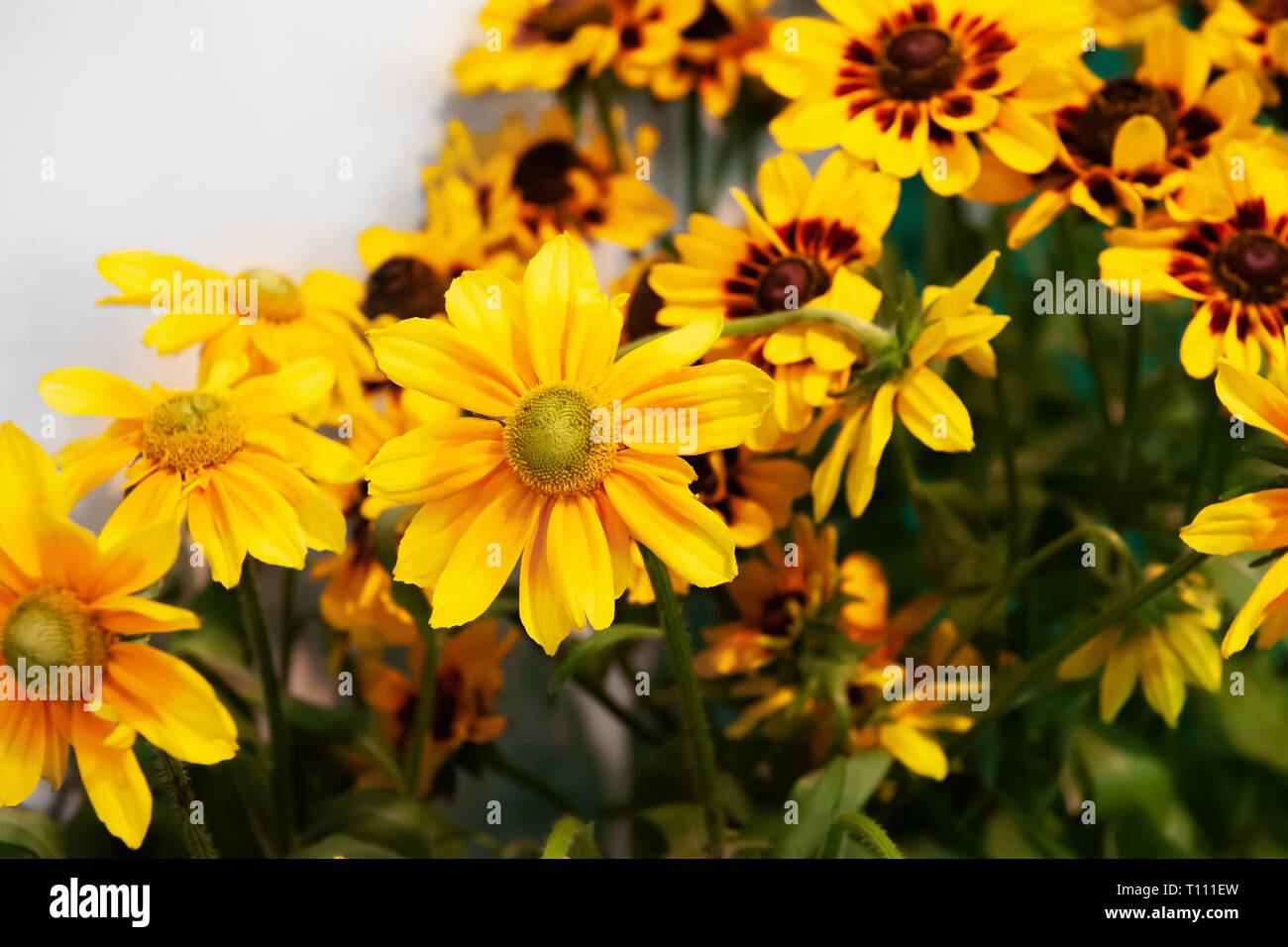 In dense clusters hi-res stock photography and images - Alamy