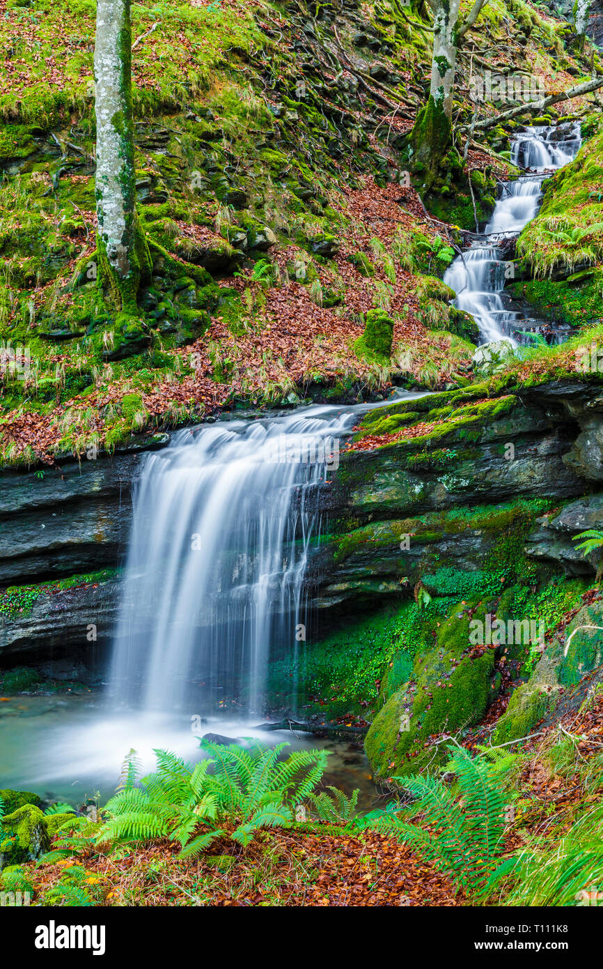 Waterfall in a beechwood Stock Photo - Alamy