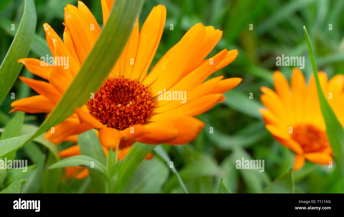 Calendula arvensis hi-res stock photography and images - Alamy