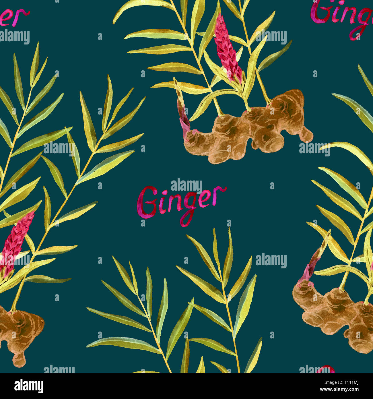 Ginger growing plant with red flower and root with inscription ...