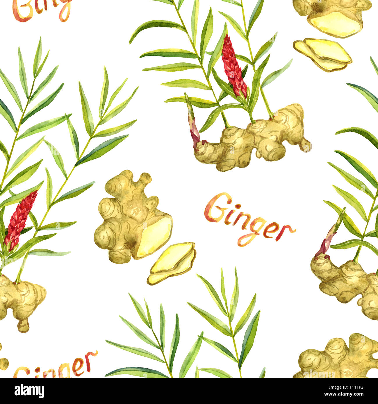 Ginger growing plant with red flower, root and cut slice with ...