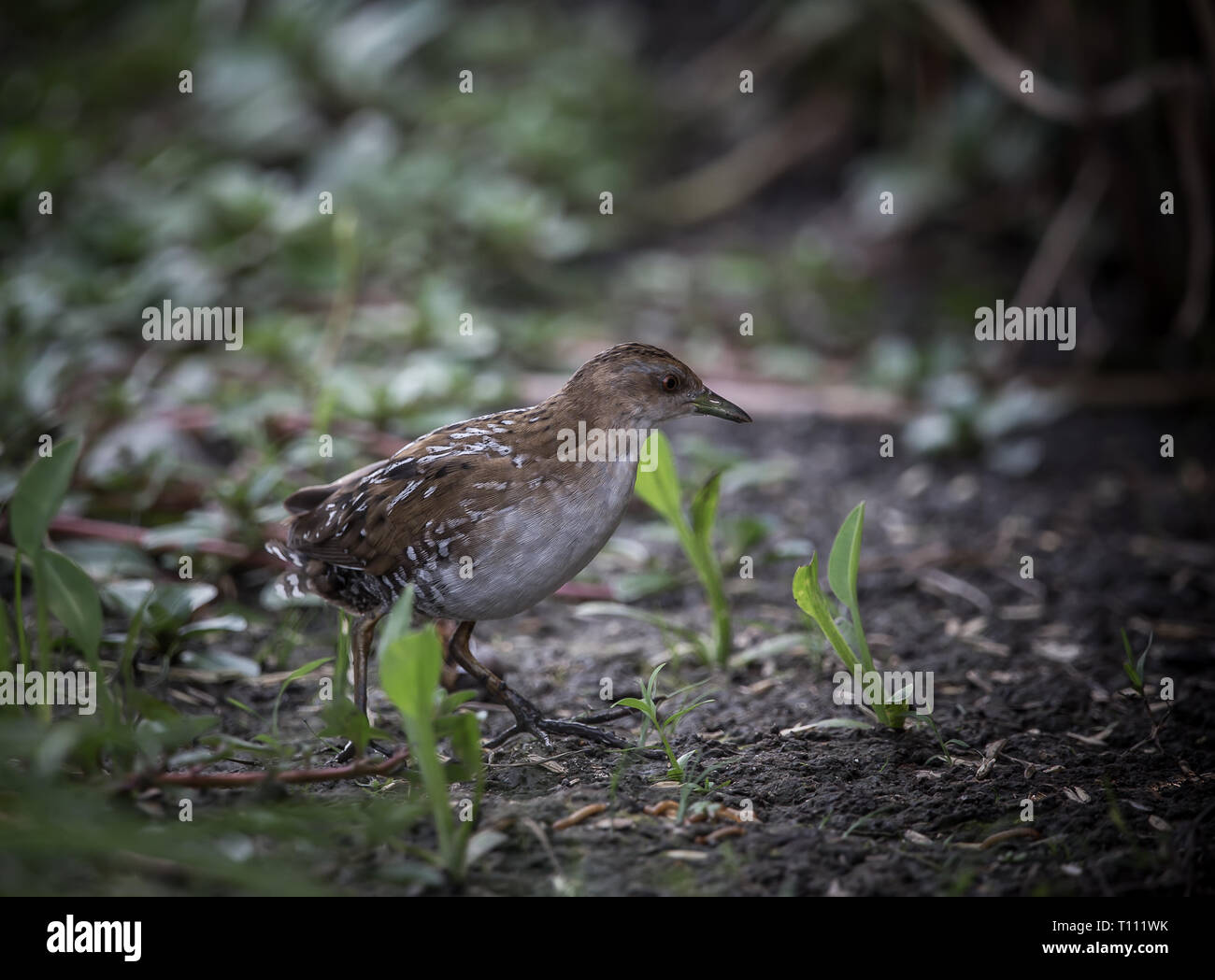 Porzana Pusilla Wetland Bird High Resolution Stock Photography and ...