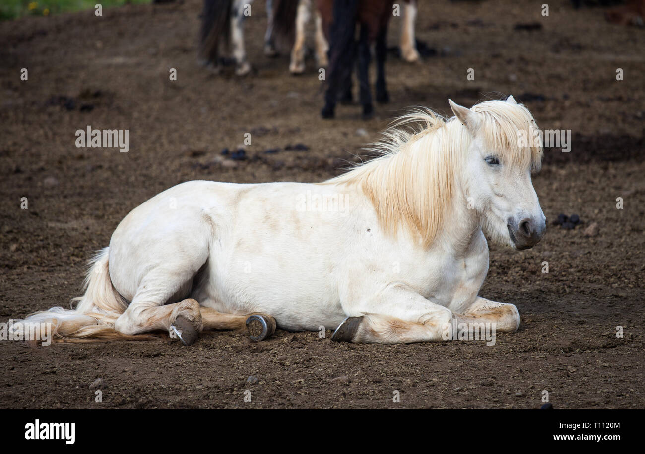 Portrait of white Icelandic horse with a fringe and a mane of blond ...