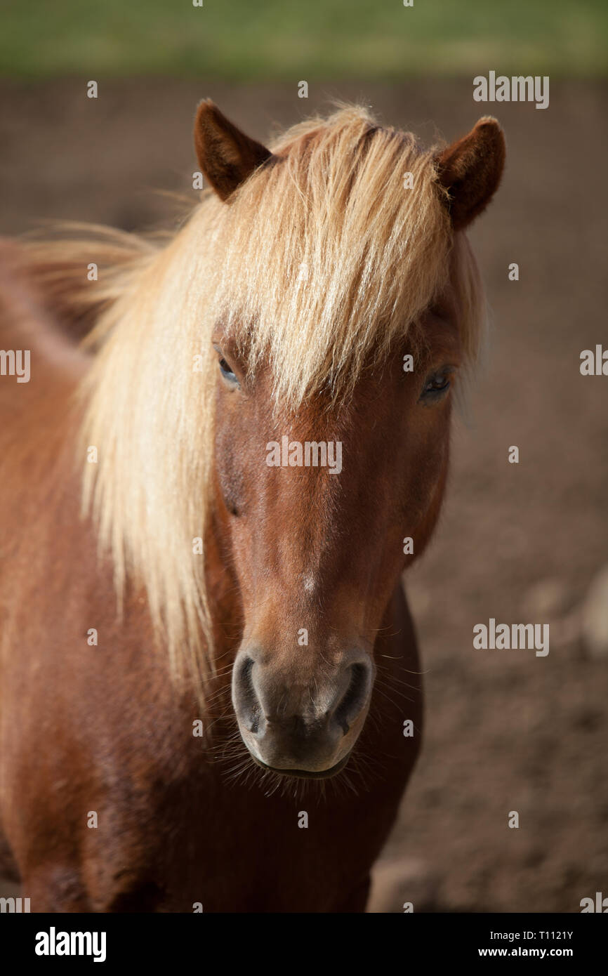 Portrait of cute red sorrel Icelandic horse with a fringe and a mane of ...