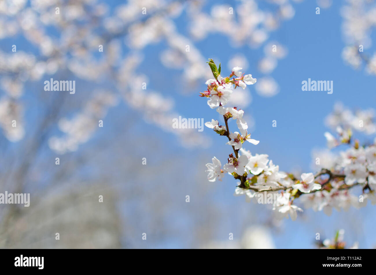 Cherry blossom blessing Stock Photo - Alamy