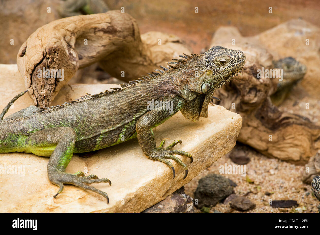 A giant green iguana, or American iguana, in the deserts of Baja ...