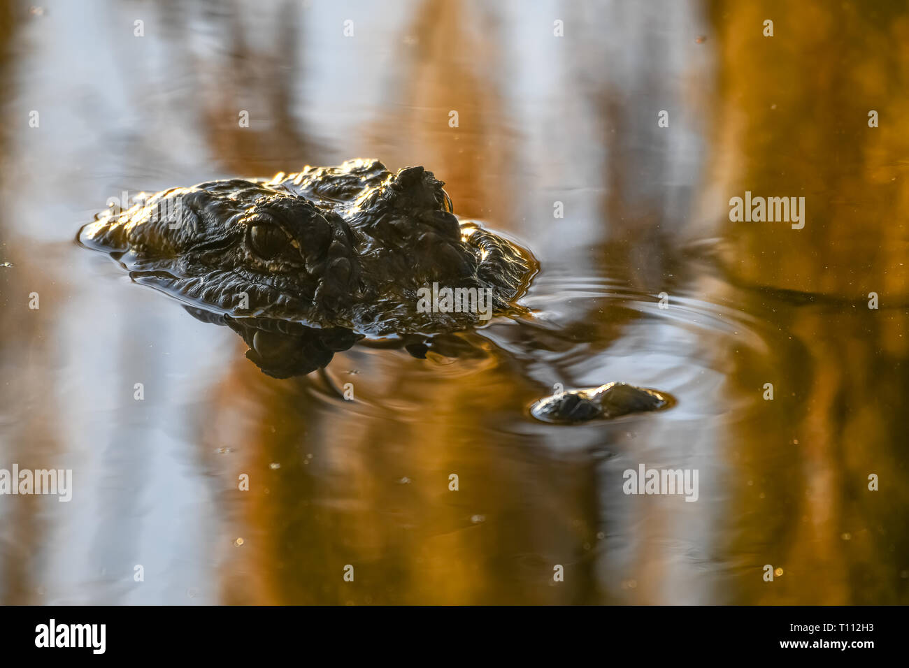 Alligator in Florida with just his head on top of the water Stock Photo ...