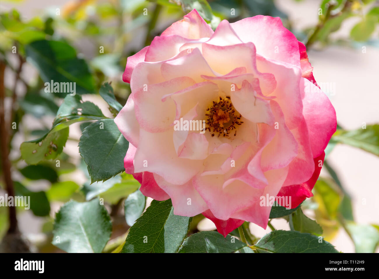 Rose in full bloom in a garden Stock Photo - Alamy