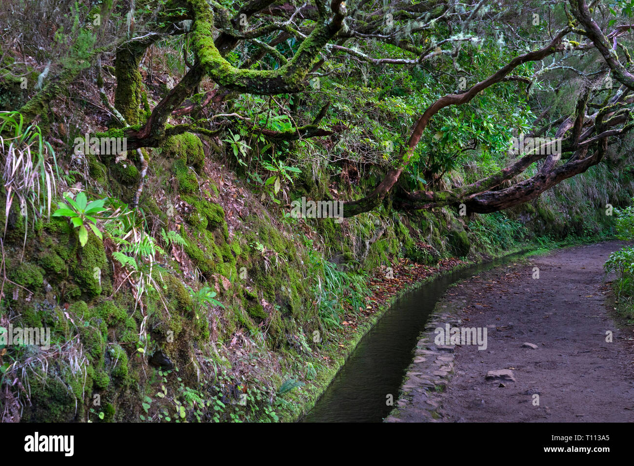 Levada walk, Madeira , Portugal, Europe Stock Photo - Alamy