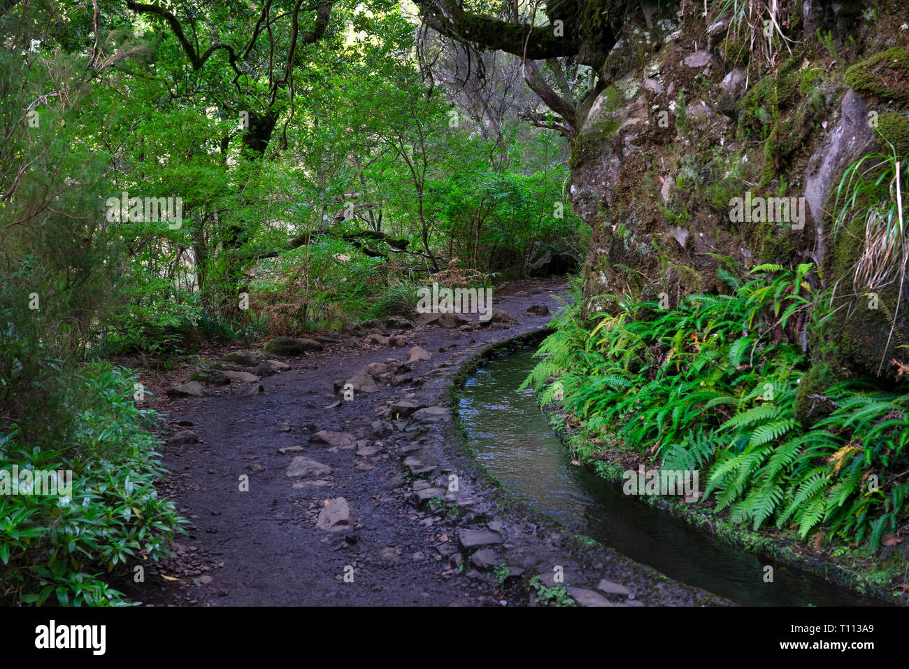 Levadas madeira hi-res stock photography and images - Alamy