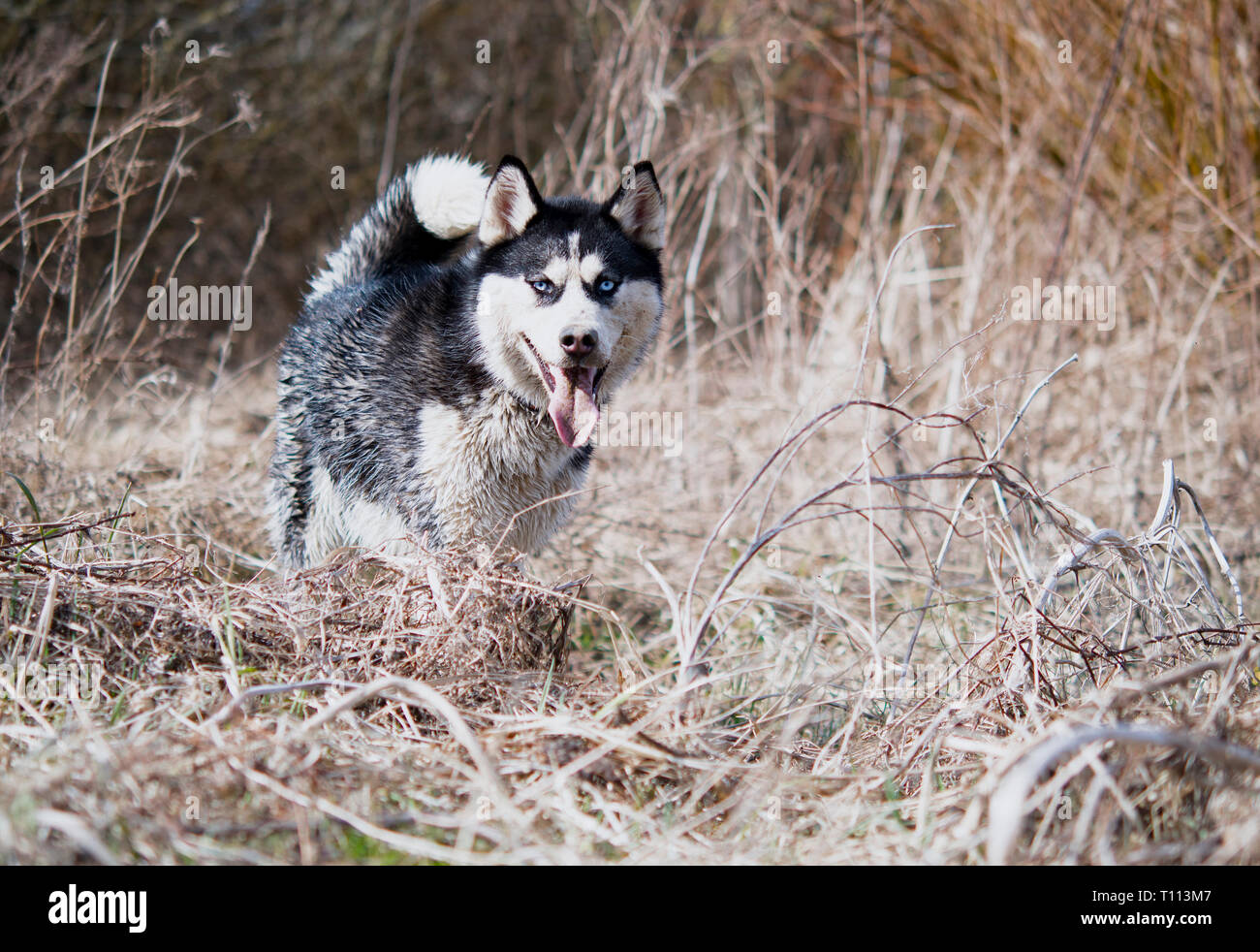 Close up Portrait of happy, beautiful siberian husky dog with blue eyes ...