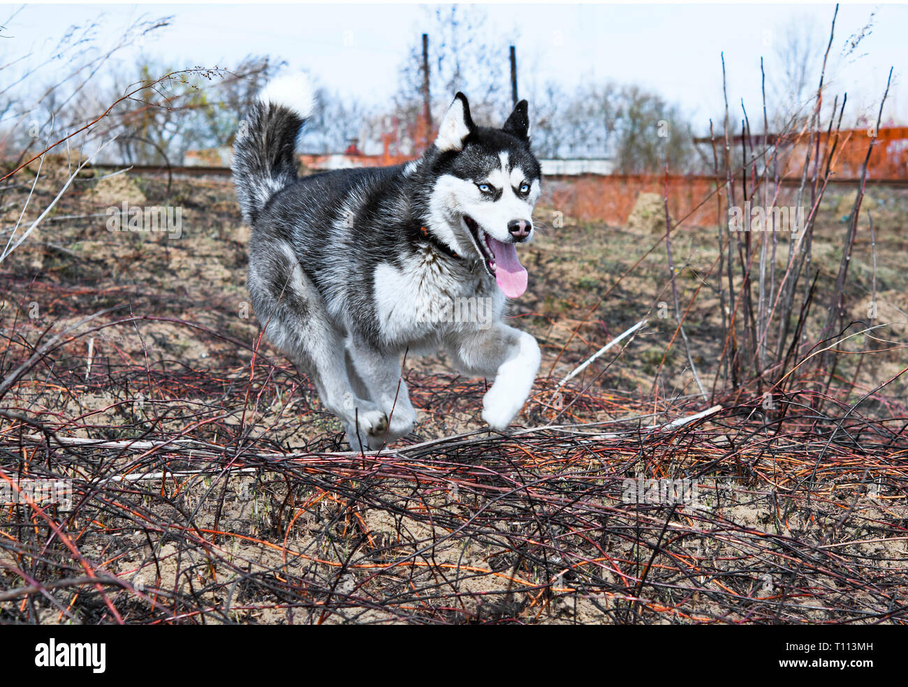 Cute siberian husky running on the grass Stock Photo - Alamy