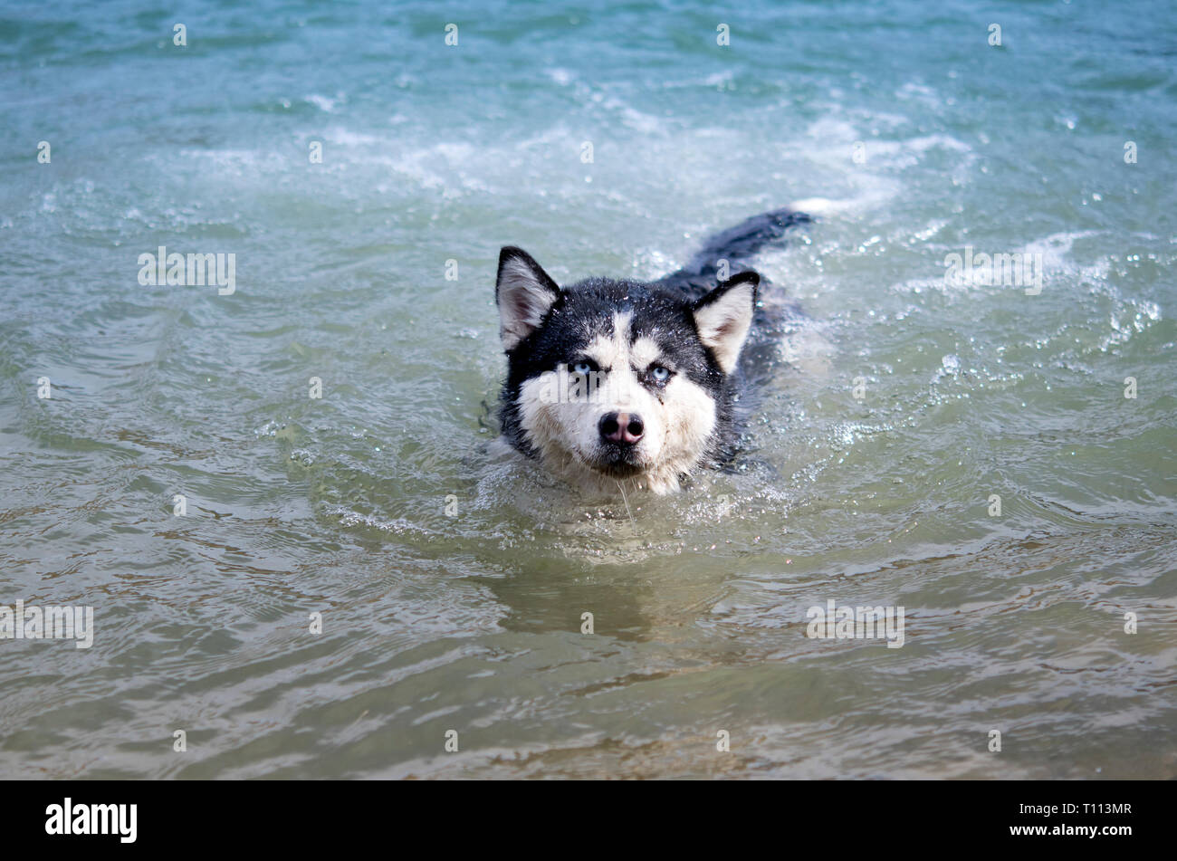 siberian husky swimming in the river. A close up Stock Photo - Alamy