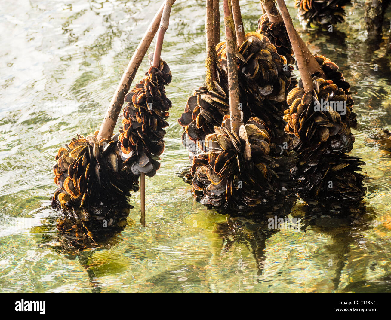 Mussels growing on roots of Mangrove Tree, Edwin's Turtle Lake Marine ...