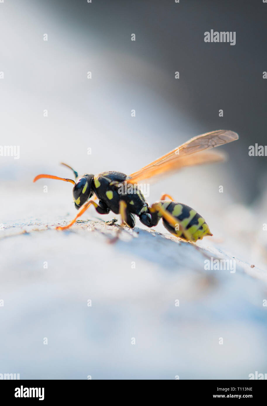 Wood wasps hi-res stock photography and images - Alamy