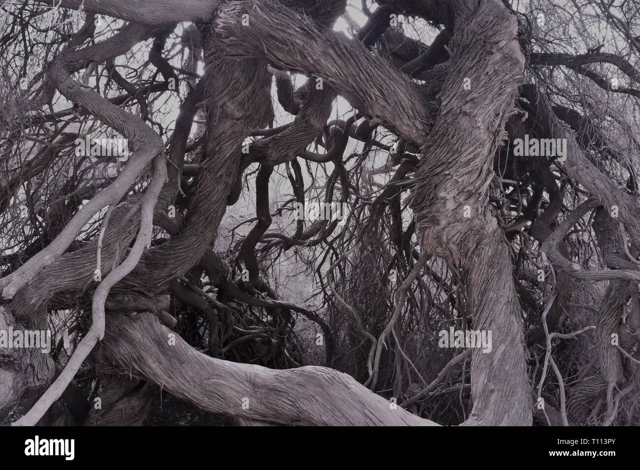 Twisted tree trunk hi-res stock photography and images - Alamy