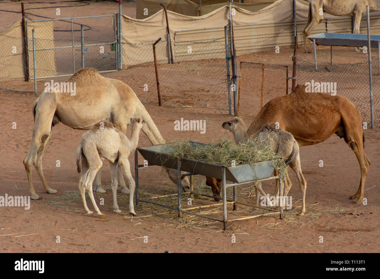 A pair of mother and baby camels eating hay in a camel farm in the ...