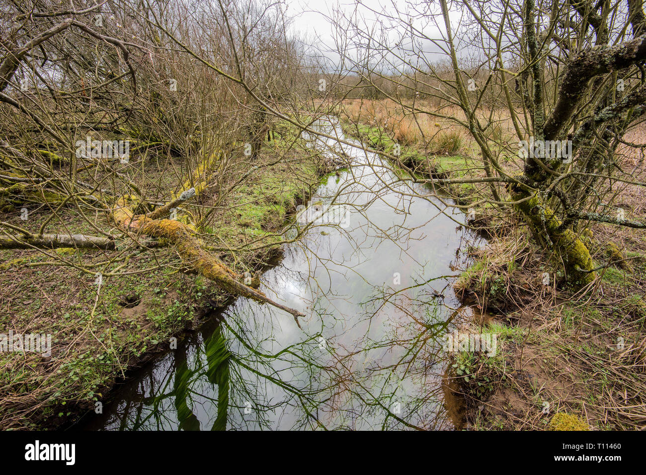 Boardwalk tarn moss hi-res stock photography and images - Alamy