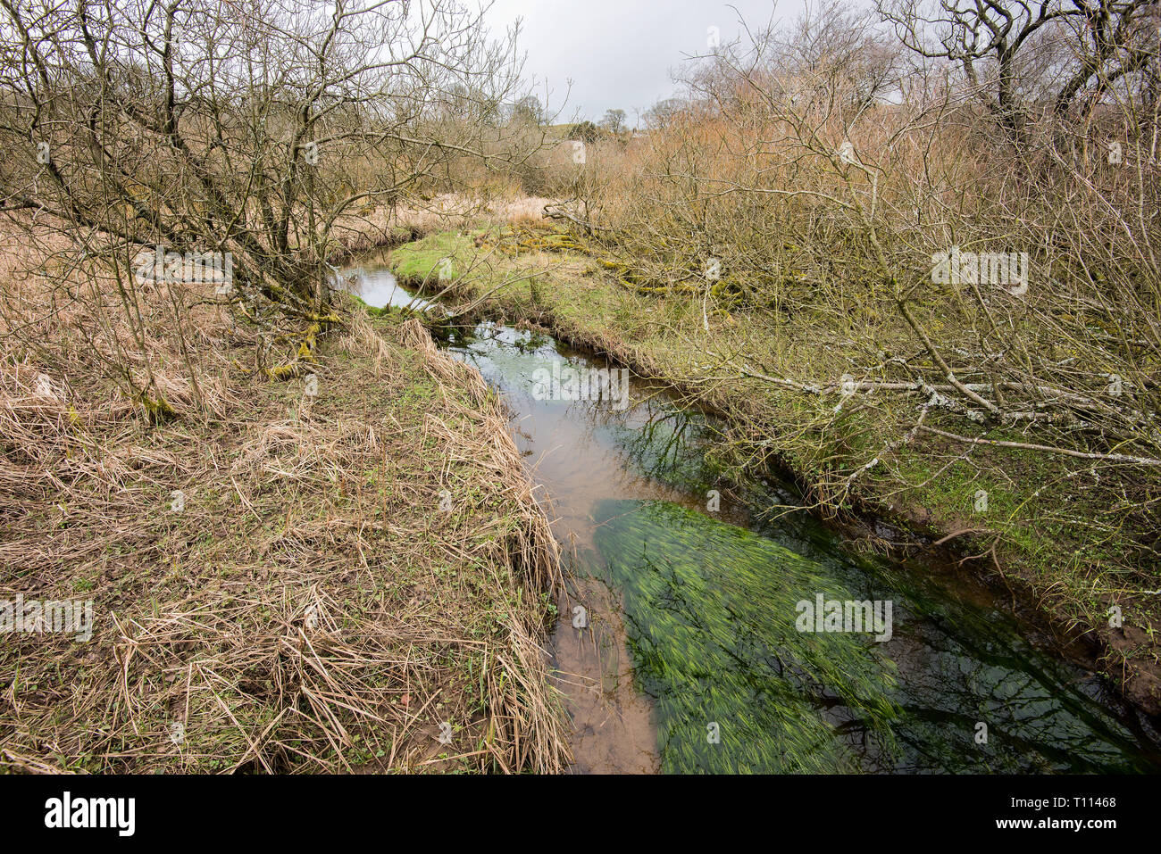 Tarn Moss, Yorkshire Dales Stock Photo - Alamy