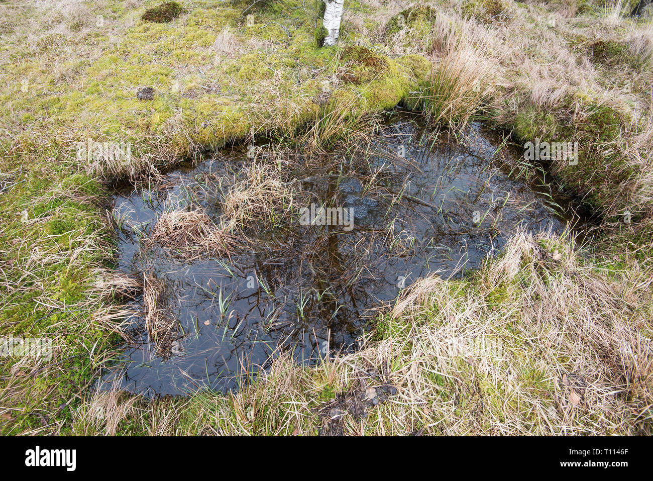 Boardwalk tarn moss hi-res stock photography and images - Alamy