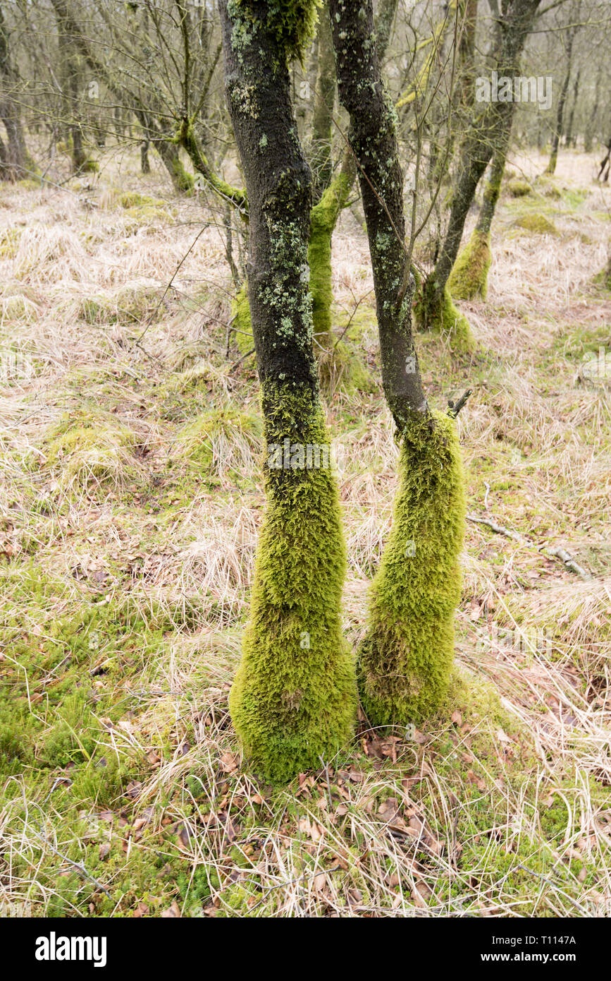 High ground malham tarn hi-res stock photography and images - Alamy