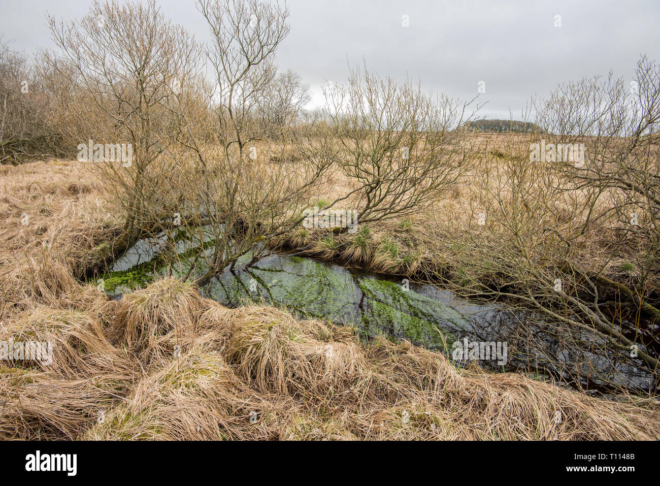 Tarn moss boardwalk hi-res stock photography and images - Alamy