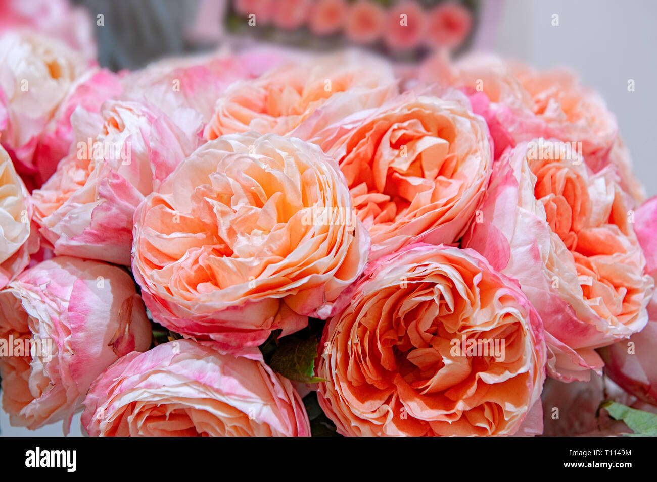 Exotic Roses of pink modern elite varieties in the bouquet as a gift ...