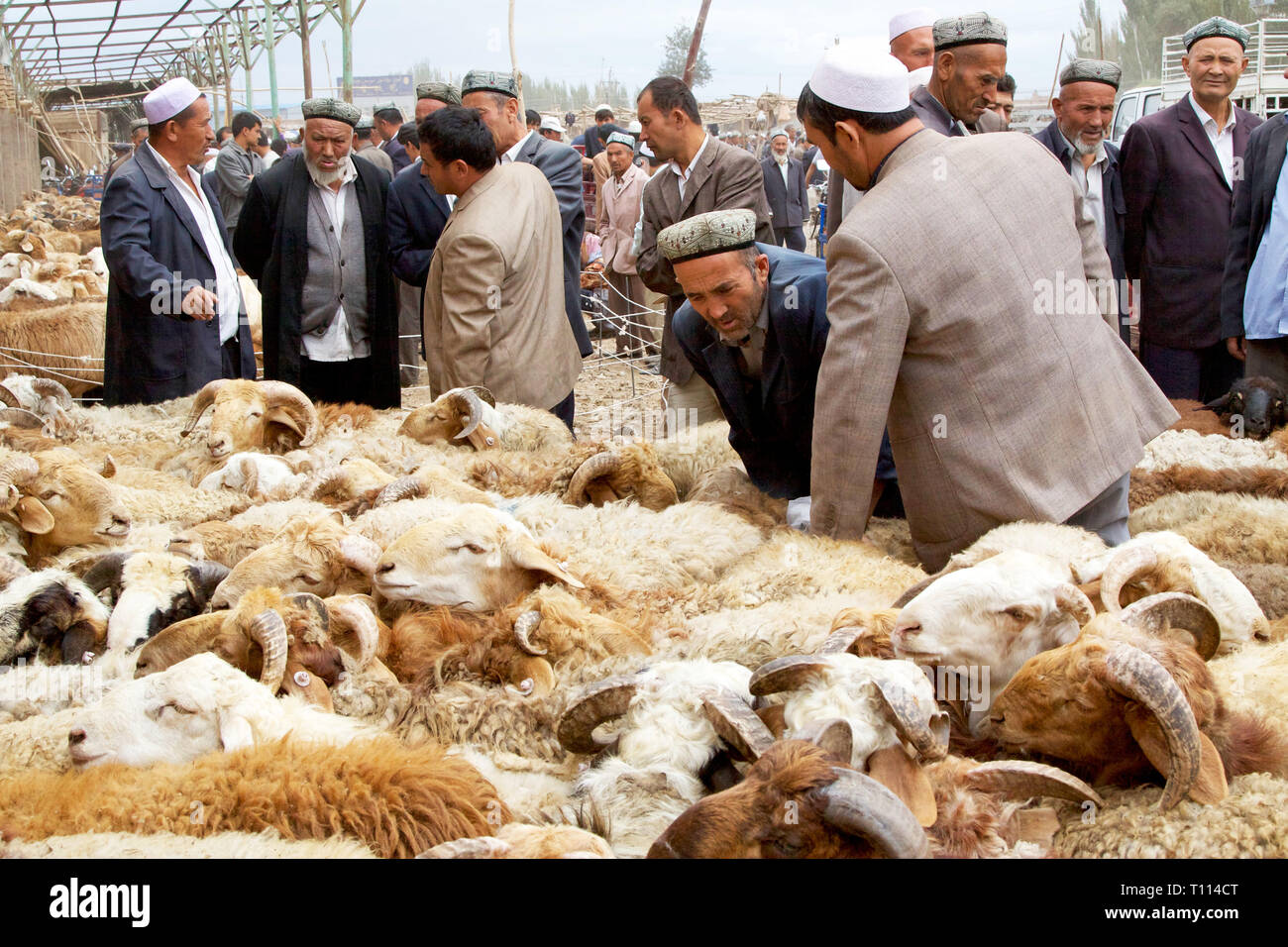 Sheep market hi-res stock photography and images - Alamy