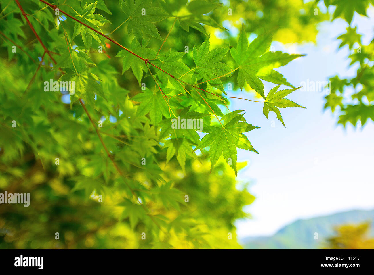 Green maple leaves in mountain hi-res stock photography and images - Alamy