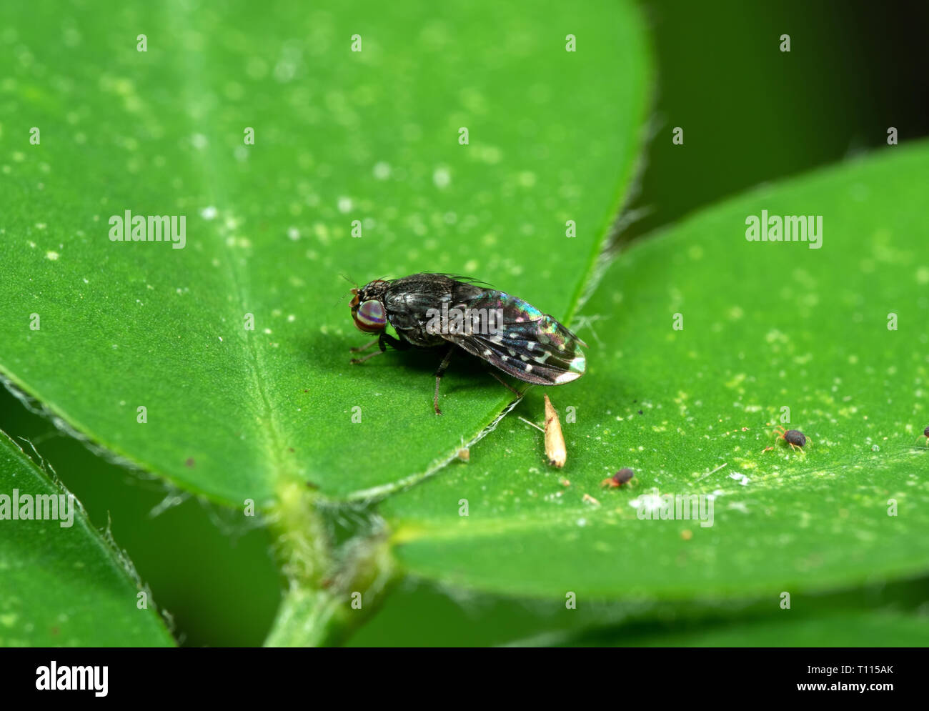 Macro Photography of Little Black fly on Green Leaf Stock Photo - Alamy