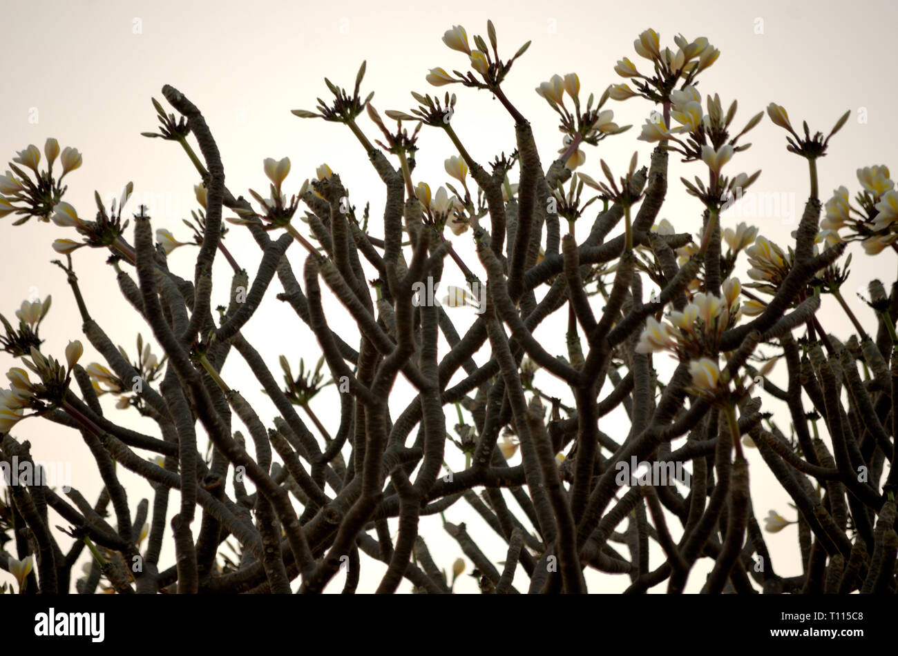 Frangipani trunk hi-res stock photography and images - Alamy