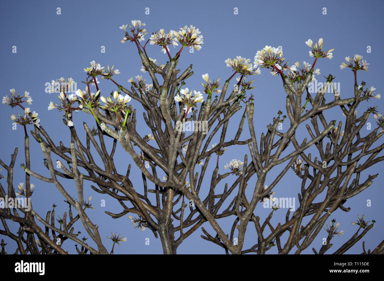 White chafa tree hi-res stock photography and images - Alamy