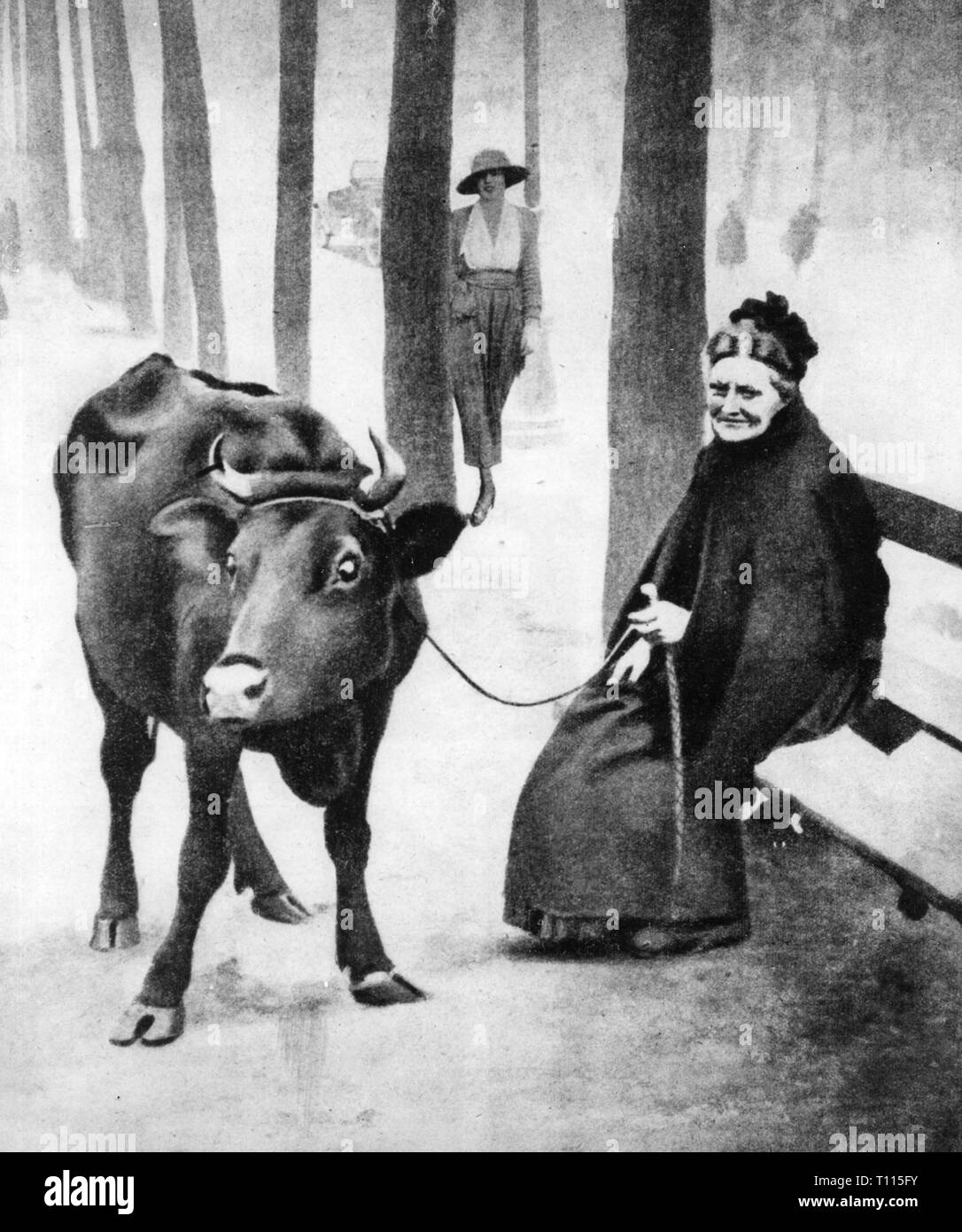 War zones animals hi-res stock photography and images - Alamy