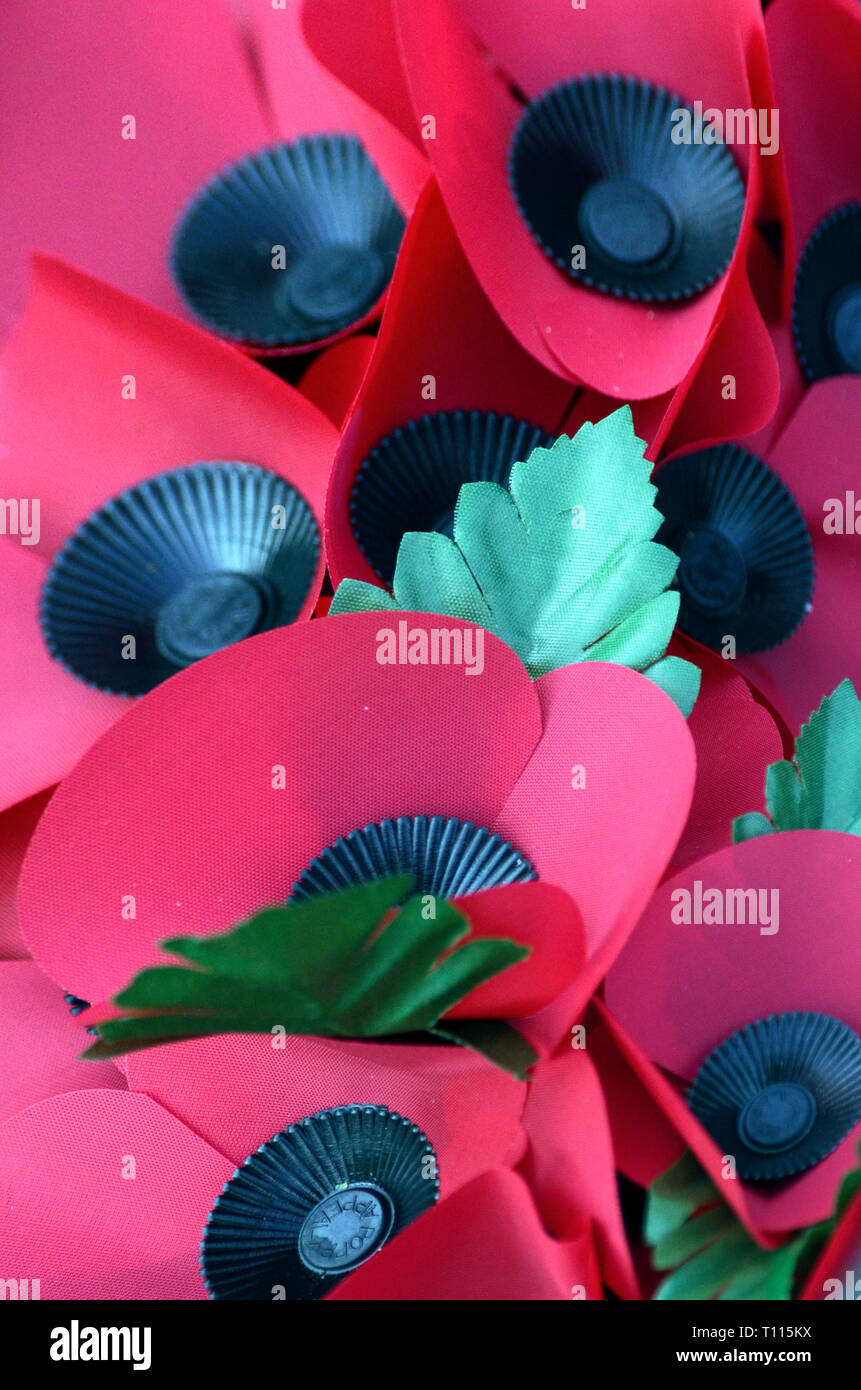 remebrance day poppies Stock Photo - Alamy