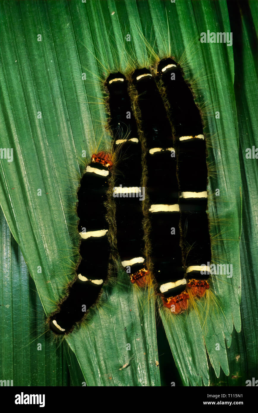 Larvae of gregarious moth (species undetermined) on leaf in Belize ...